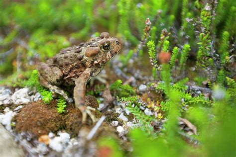 A Juvenile Western Toad Photograph By Christopher Kimmel