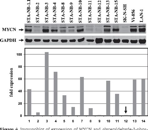 Figure 4 From Tumorigenesis And Neoplastic Progression Genes Proximal