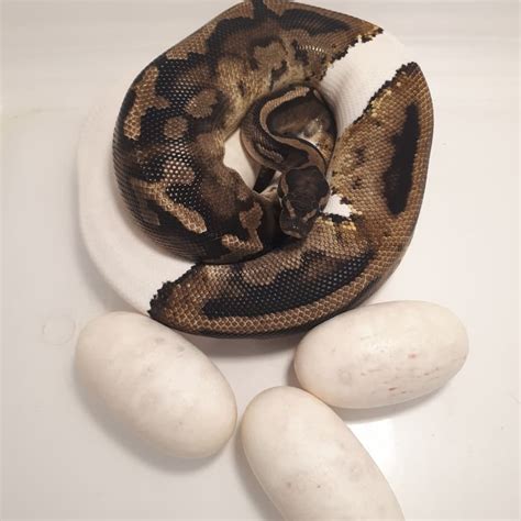 Another Clutch In The Incubator This Python Evolution Facebook