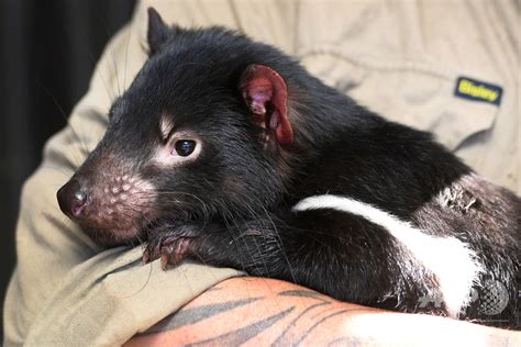 伝染性がんに驚異的速さで適応、絶滅危惧種タスマニアデビル 写真4枚 国際ニュース：afpbb News