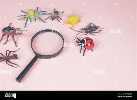 Magnifying Glass Surrounded By Insect Toys Ladybug Grasshopper Fly