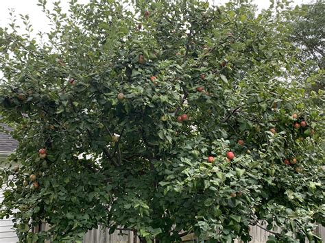 Dwarf Honeycrisp Tree Rarborists