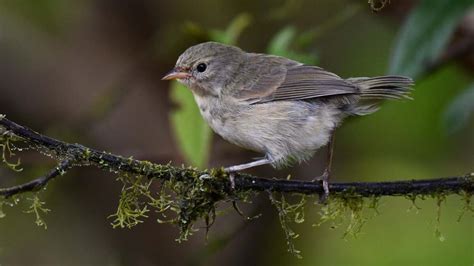 Pourquoi Vous Ne Devriez Vraiment Pas Accueillir Un Oiseau Sauvage Vie Associative