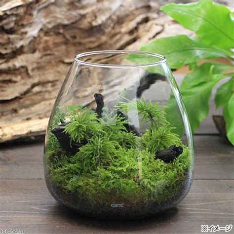 チャーム（ペット） （観葉植物）gex グラスアクア ティアー N Bセット 本州四国限定 チャーム Charm ヤフー店 通販