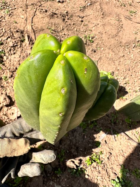 👑 Fr991— Top Shelf Scop Chubby Pup