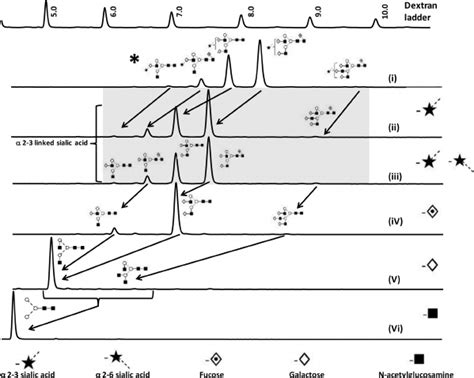 Uplc Hilic Flr Analysis Coupling With Exoglycosidase Array To Determine