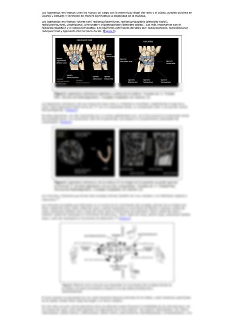 SOLUTION El Complejo Articular De La Mu Eca Aspectos Anatofisiol Gicos