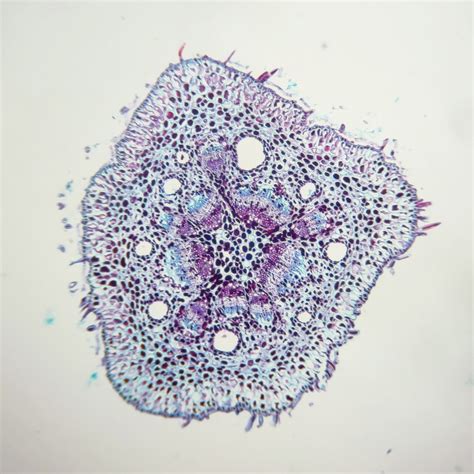 Stem Cross Section Slide