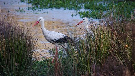 White Stork Safari Knepp