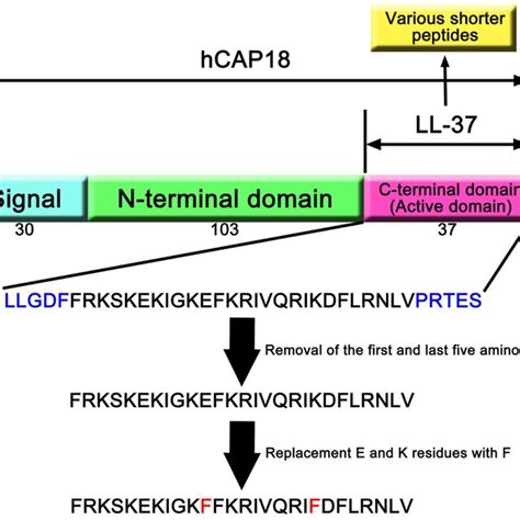 Proposed Ll 37 Signaling Pathways Involved In Cancer Cell Download