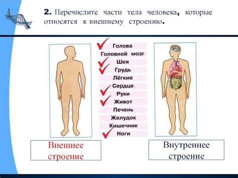 Строение человека впр 4 класс окружающий мир