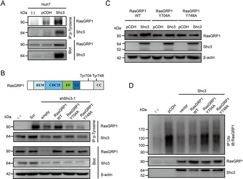 The Ubiquitination Rate Of Rasgrp1 Is Decreased In A Download Scientific Diagram