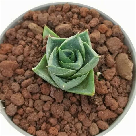 Agave Pixie 65 Cm Agavaceae Giromagi Vendita Piante Grasse