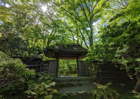 京都祇王寺の青もみじと苔 360度鮮やか過ぎる新緑世界京都移住を夢見て