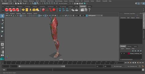 Female Anatomy Left Leg 3d Model 139 3ds Blend C4d Fbx Max Ma