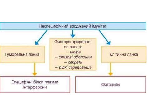 Імунна система людини особливості її функціонування Рівні імунної