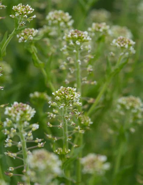 Virginia Pepperweed Peppergrass Lepidium Virginicum Forager Chef