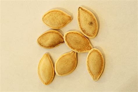 About Seeds And Seed Saving Part 1 Of 2 Manitoba Master Gardener