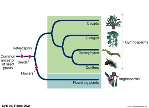 Lab 5 Plant Survey 2 Flashcards Quizlet