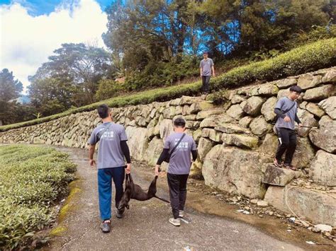 棄養容易捕抓超難 嘉畜所夜戰阿里山捕獲11隻浪犬
