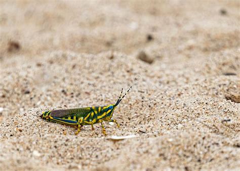 Painted Grasshopper Sitting On A Ground Before Flight Stock Image Painted Grasshopper Sitting On A Ground Before Flight Stock Image