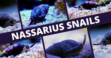 Nassarius Snail Care Guide Diet Breeding And Tank Tips