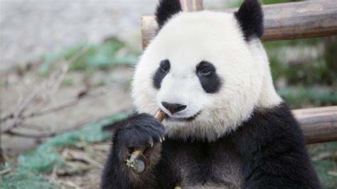 Do Pandas Eat Anything Besides Bamboo Middle East