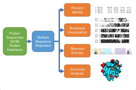 Bioinformatics Workflow Mammalian Protein Sequences Of Mmp 15 And
