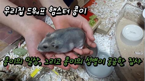 드워프 햄스터 콩이가 건초와 수수 뜯는 모습 콩이 성별은 뭘까 Youtube