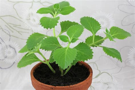 Plectranthus Amboinicus