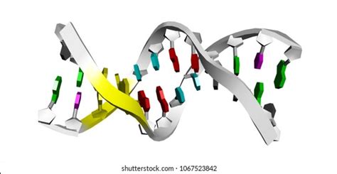 3d Model Dna Structure Biological Macromolecules Stock Illustration