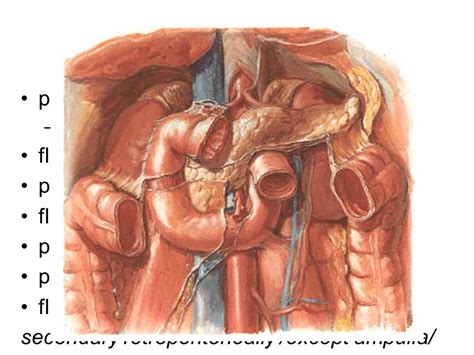 Digestive System Ii Morphology Ppt Video Online Download