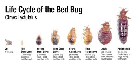 White Bump Bug Bite Unraveling The Mysteries Of Lyme Disease Symptoms