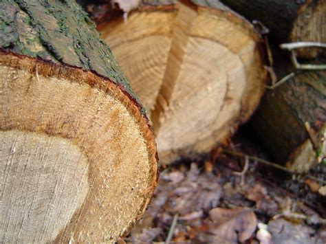 Logs By Cmjohnson On Deviantart