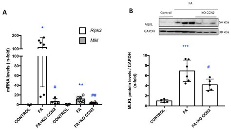 Ccn2 Activates Ripk3 Nlrp3 Inflammasome And Nrf2 Oxidative Pathways