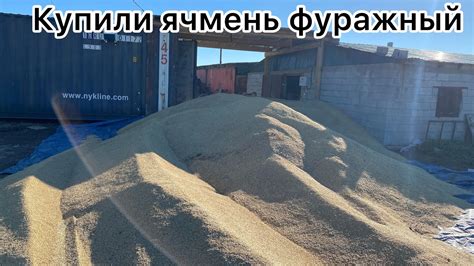 Откорм бычков Закупили ячмень фуражный кормовой Рассказываю в чем
