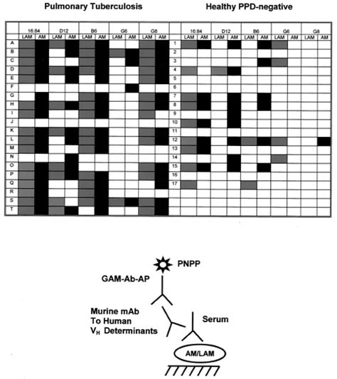 Detection Of V H Determinant Expression Among Antibodies To Am Black
