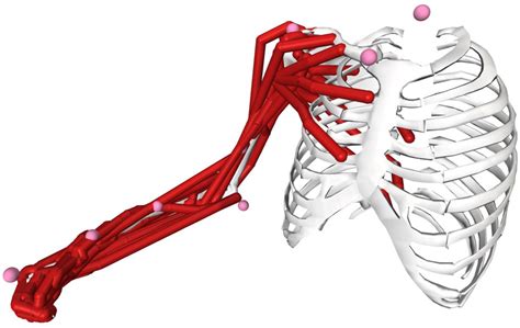 Figure 6 From Upper Extremity Joint Torque Estimation Through An Electromyography Driven Model