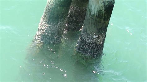 Aw Barnacles By Solarpolarix On Deviantart