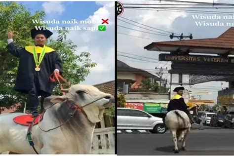Viral Mahasiswa Wisuda Naik Sapi Bertoga Lengkap Penuh Kebanggaan