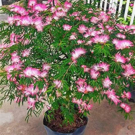 Calliandra Surinamensis Dixie Pink