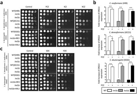 The Pathogenic Cryptococcus Upr Pathway Plays A Role In Antifungal Drug