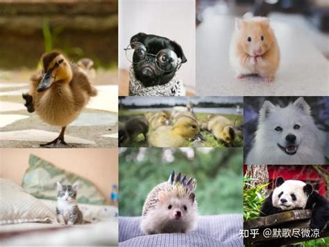 零样本学习（zero Shot Learning）：让机器学习更加人性化 知乎