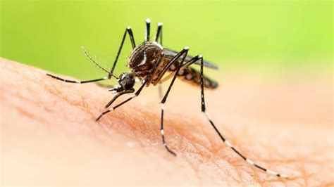 Why Are Mosquitoes Out More After It Rains Around Your Home And Yard