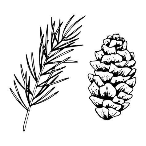 Premium Vector Set Of Line Art Pine Branch And Cones Ink Graphic Twig