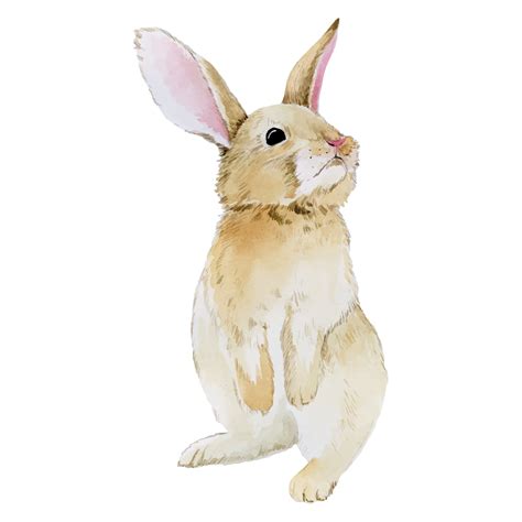 Watercolor Drawing Cute Rabbit Easter Bunny Hare Isolated On White
