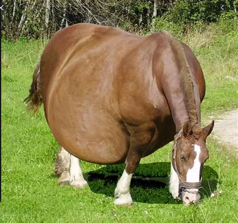 A Most Tragic Eulogy Of My One True Love My Magnificently Obese Show