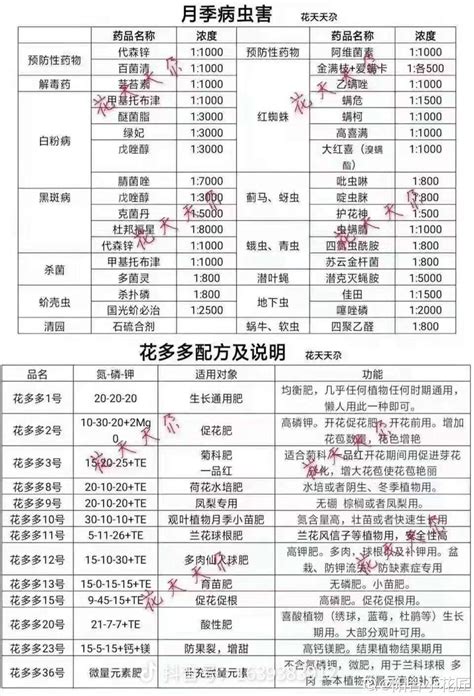 月季花病虫害养护用药及比例