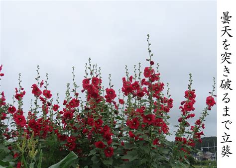 立葵 田舎暮しの日々雑句