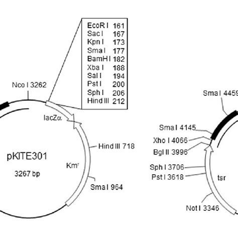 Structure Of The E Coli Kocuria Shuttle Vectors Derived From Pkpal3